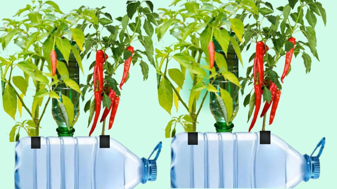 Revolutionary Chilli Cultivation in a 5-Liter Water Bottle: Self ...
