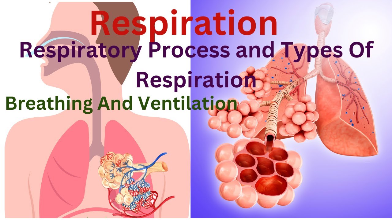 Respiration l Respiratory process complete Physiology l Types of ...