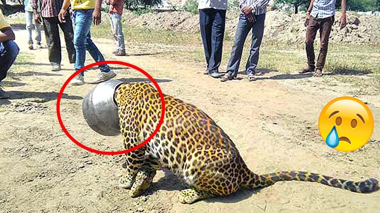 OMG ! 35 Animals That Asked People for Help & Kindness - YouTube