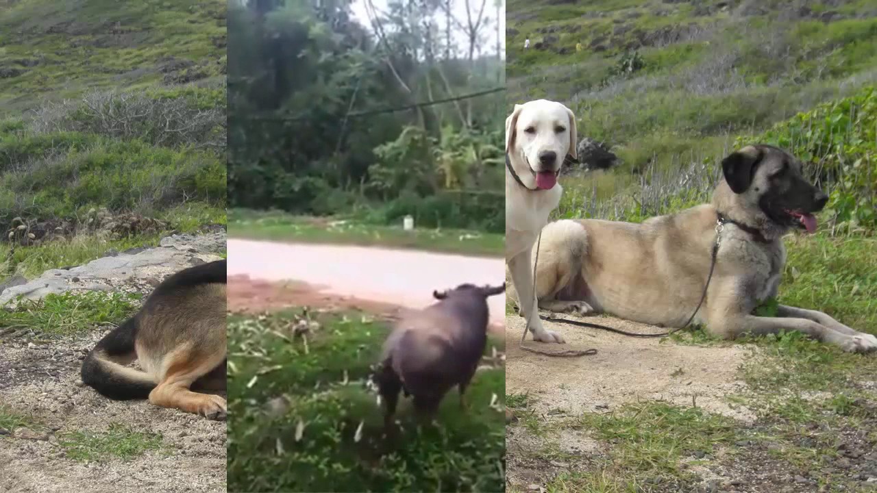 dogs attack a King cobra - dog vs cobra - dog kills snake Wild Nature ...