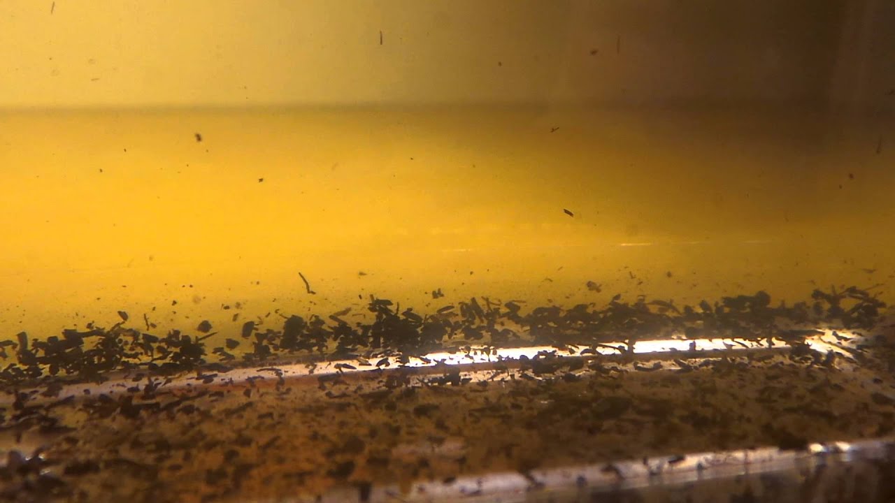 Growing Triops #2 : We have life - YouTube