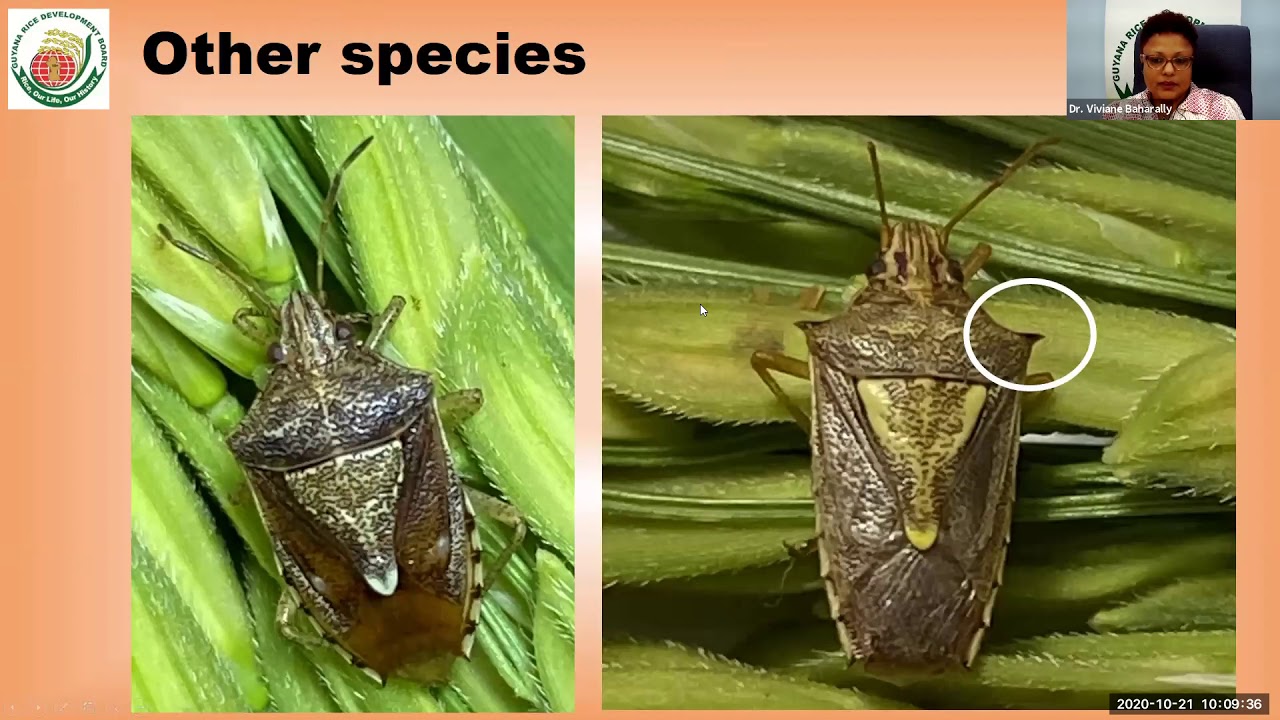 Webinar: Paddy and Paddy Bug Management - YouTube