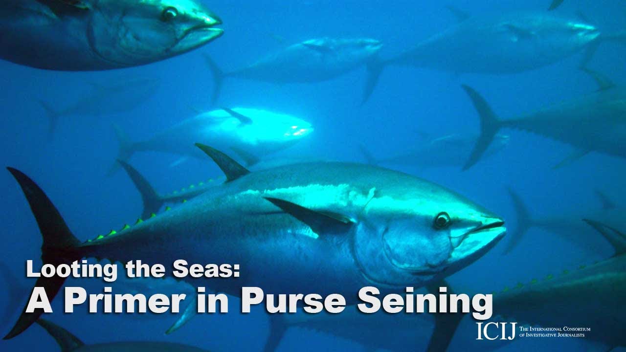 Looting the Seas: A Primer in Bluefin Tuna Purse Seining - YouTube