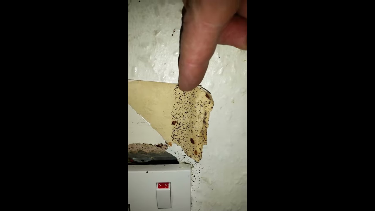 Bed bugs in power socket and along skirting board - YouTube