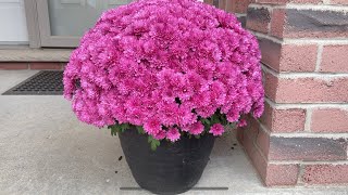 Garden Mums Timelapse