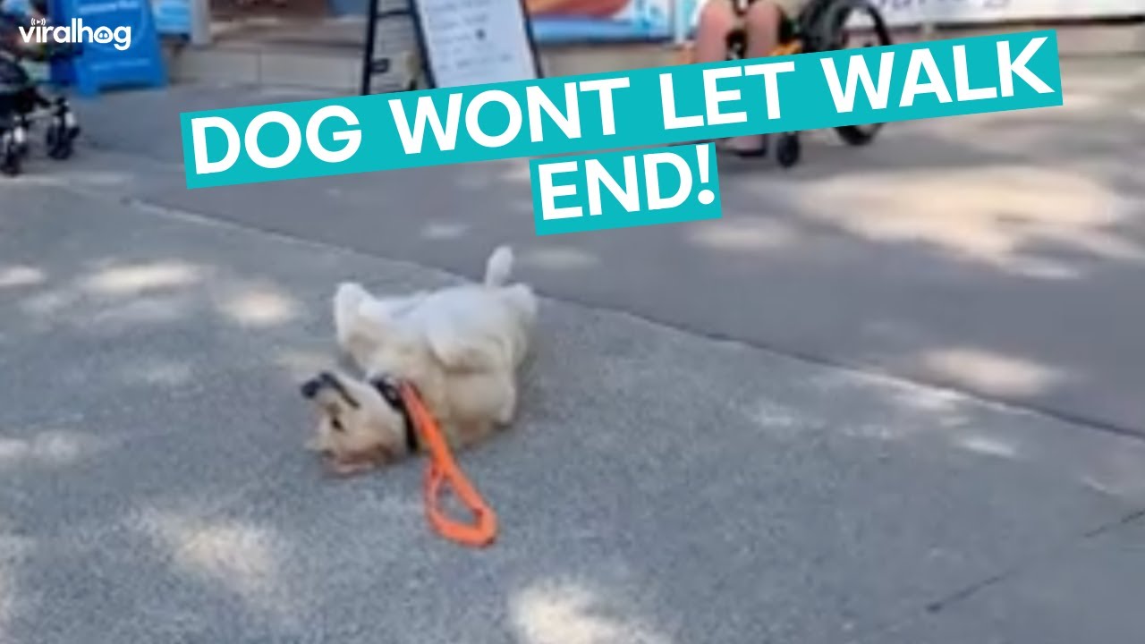Dog Refuses To Go Home || ViralHog - YouTube