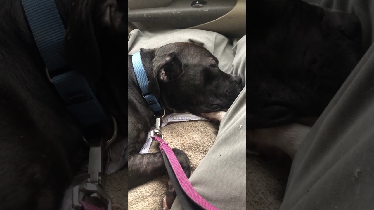 Oak Snoring in car - YouTube