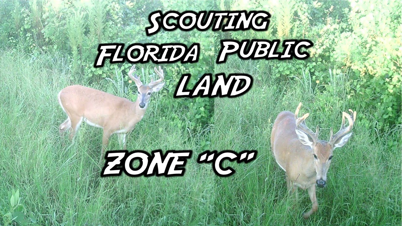 Finding BIG BUCKs on Florida Public Land (Swamp N Stomp ep. #73) - YouTube