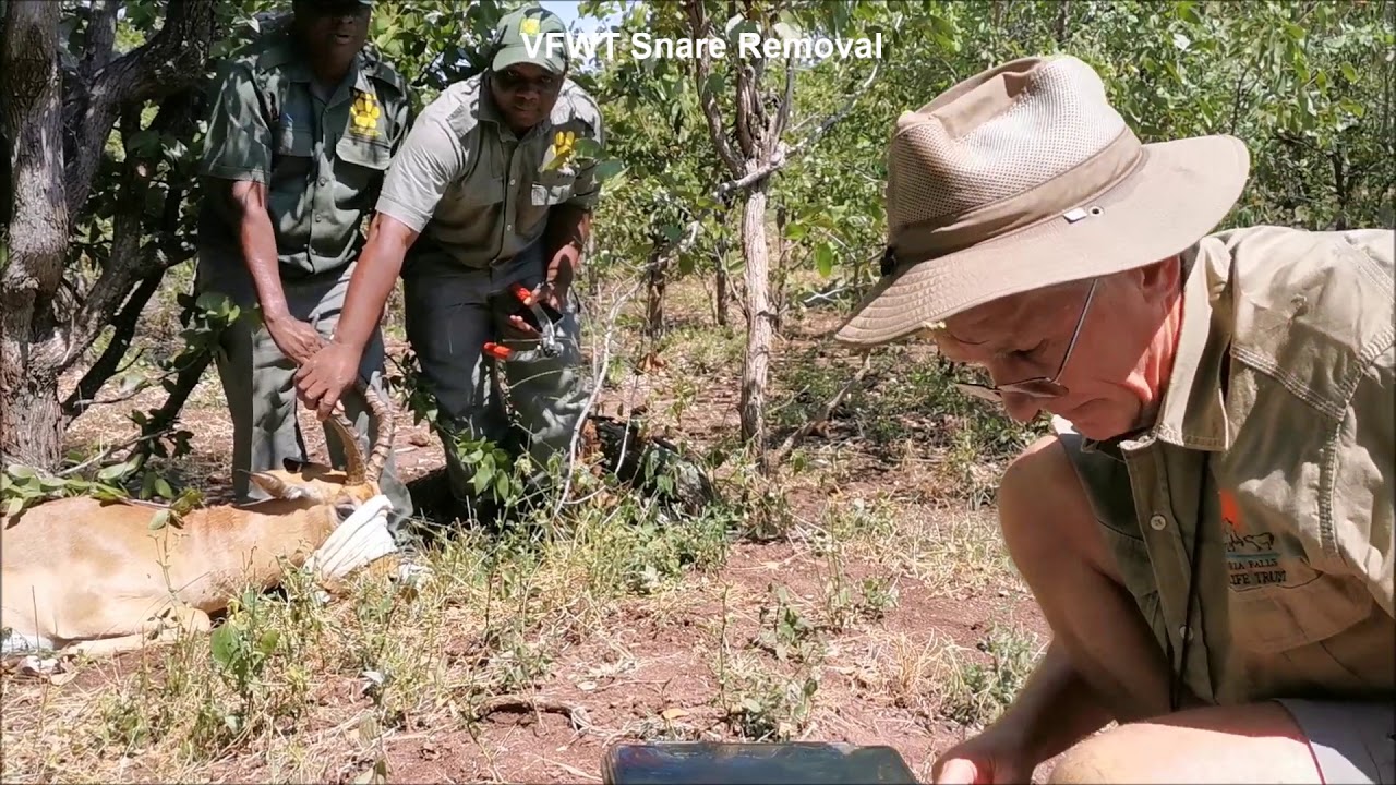 Impala Snare Removal - YouTube