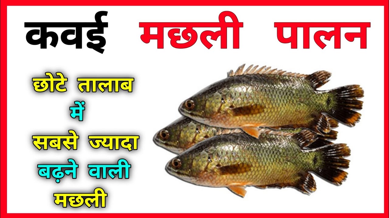 कवई मछली पालन || कवई मछली पालन कैसे करें || kawai fish farming || - YouTube