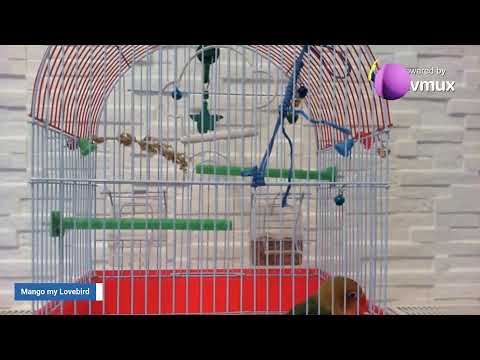 Mango my Lovebird - Live on 2023-12-18