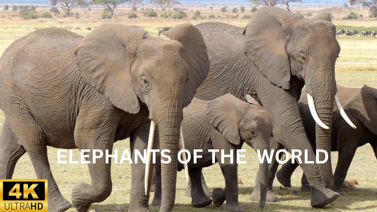 Elephant 4K Scenic Relaxation Ultra Hd Music Video | 4K Elephant Scenic ...