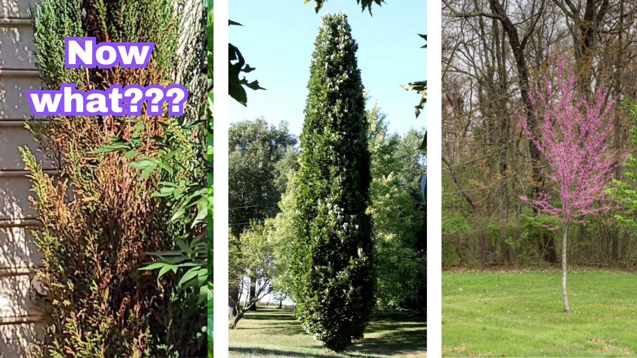 RIP Evergreen... Now What? // The Restless Gardeners - YouTube