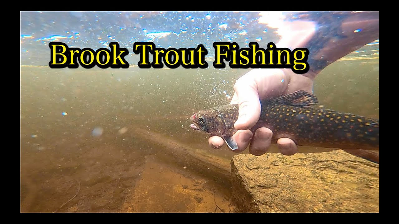 Maine Spring Brook Trout Fishing 2020 - YouTube