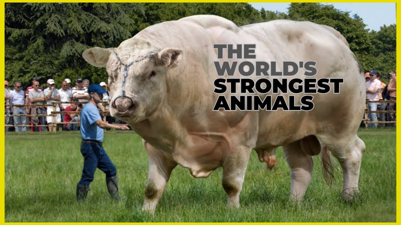 The Strongest Animal in the World 2023 | Animals with Incredible ...