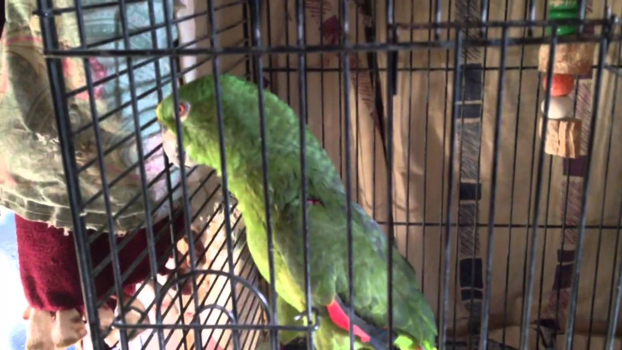 Parrot saying "hello" - YouTube