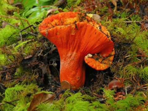 13 Setas silvestres comestibles - YouTube