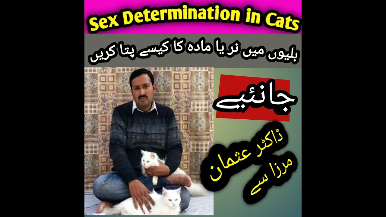 Gender Determination in Cats, How Can We Identify Male and Female ...