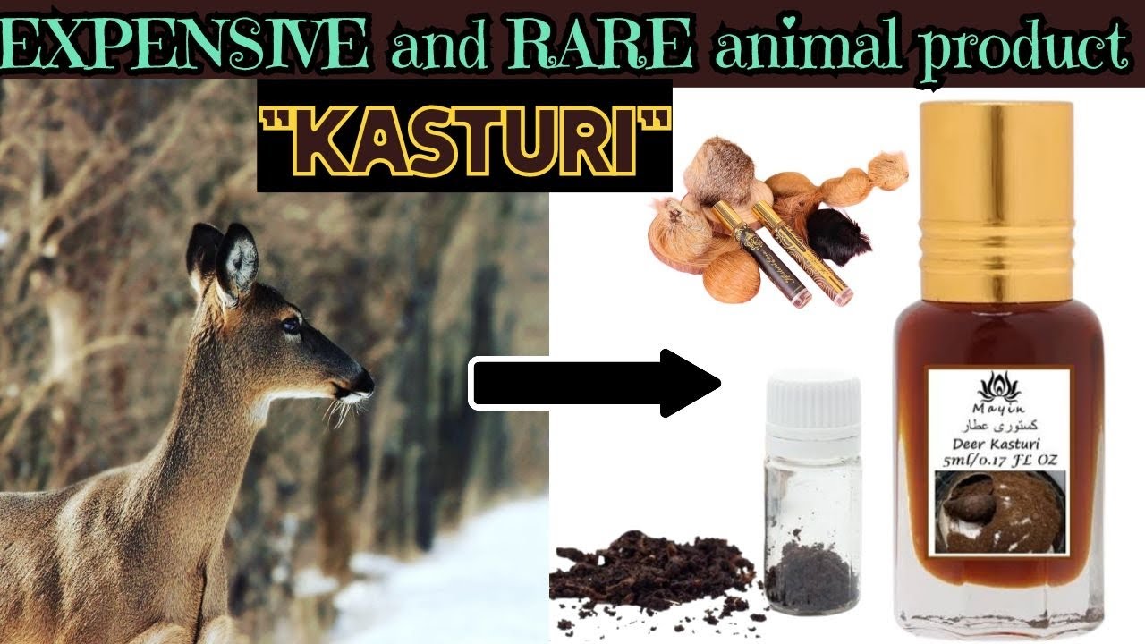 Kasturi: one of the most expensive and rare animal product. #kasturi # ...