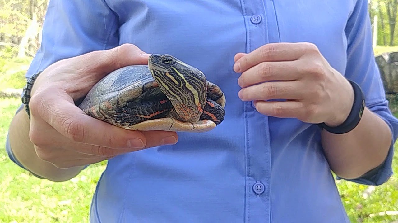 Native Turtle Species at Royal Botanical Gardens - YouTube