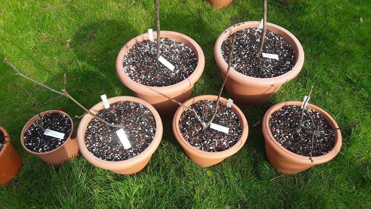 Figs, a quick update and run through of my year old varieties - YouTube