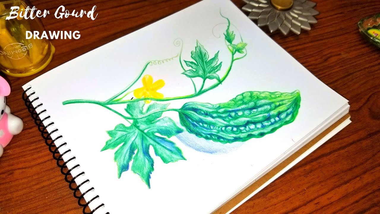 how to draw bitter gourd step by step | bitter gourd drawing | করলা ...