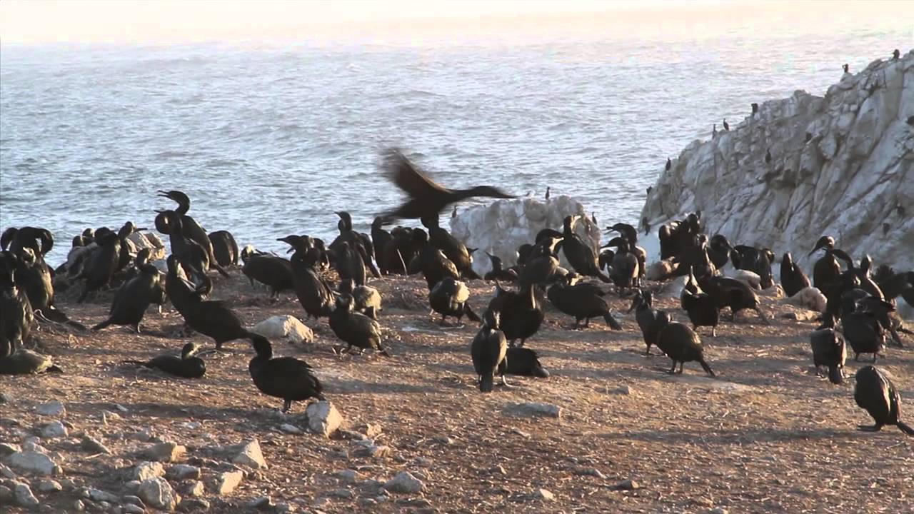 Beautiful Sea Birds at Point Lobos State Reserve - YouTube