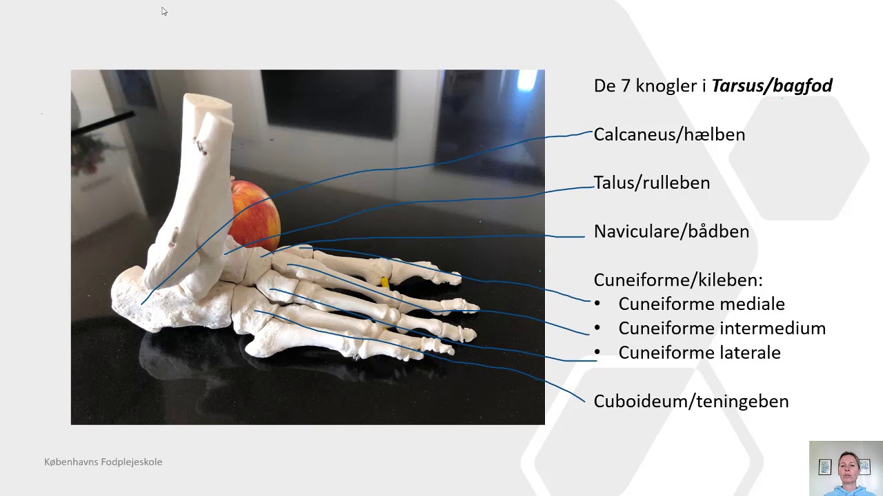 Fodens knogler og led - YouTube