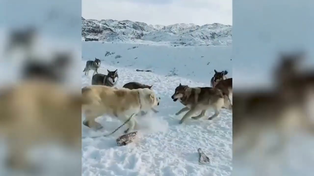 Alabai vs Tiger, Angry dogs - YouTube