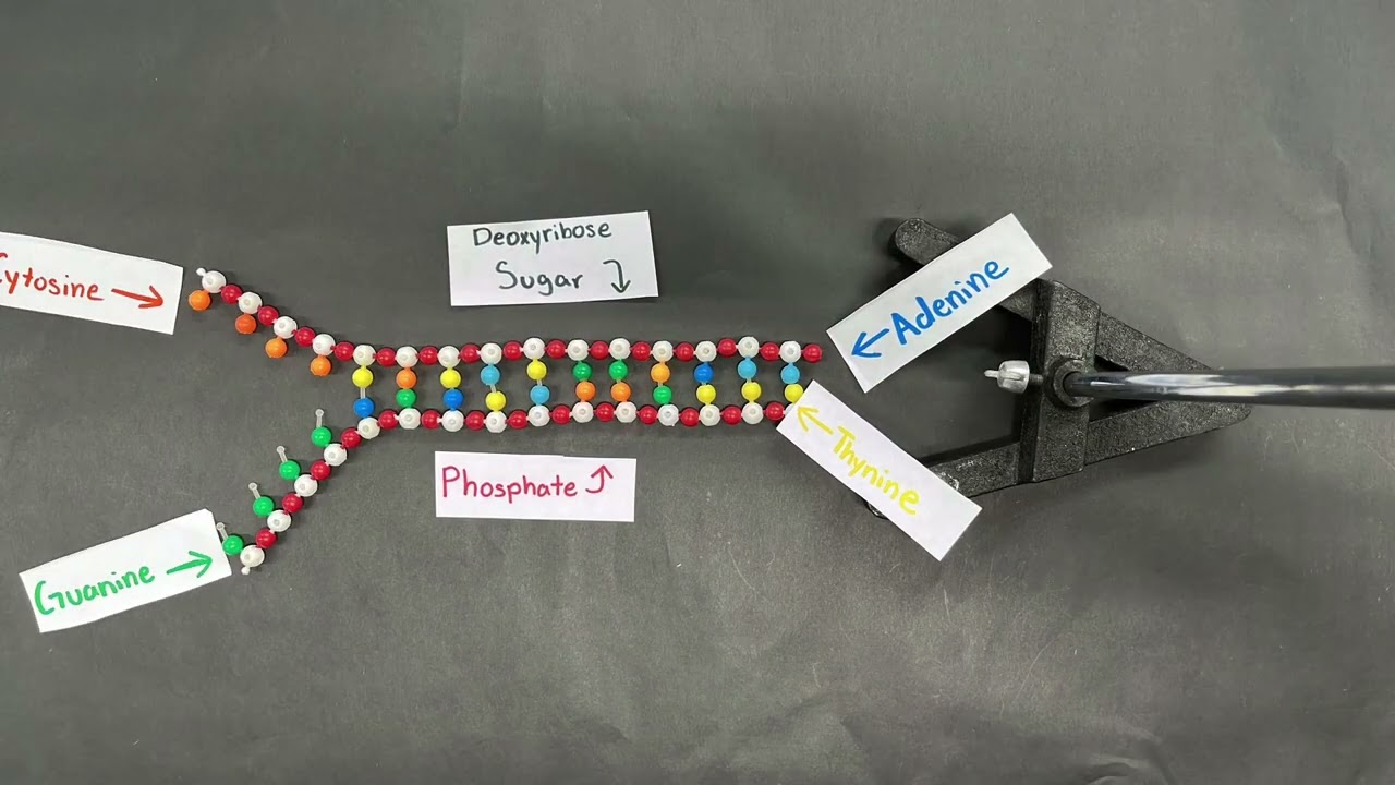 DNA Replication Stop Motion Project - YouTube