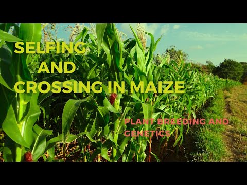 Floral biology of maize, Selfing and Crossing Techniques in Maize, Zea ...