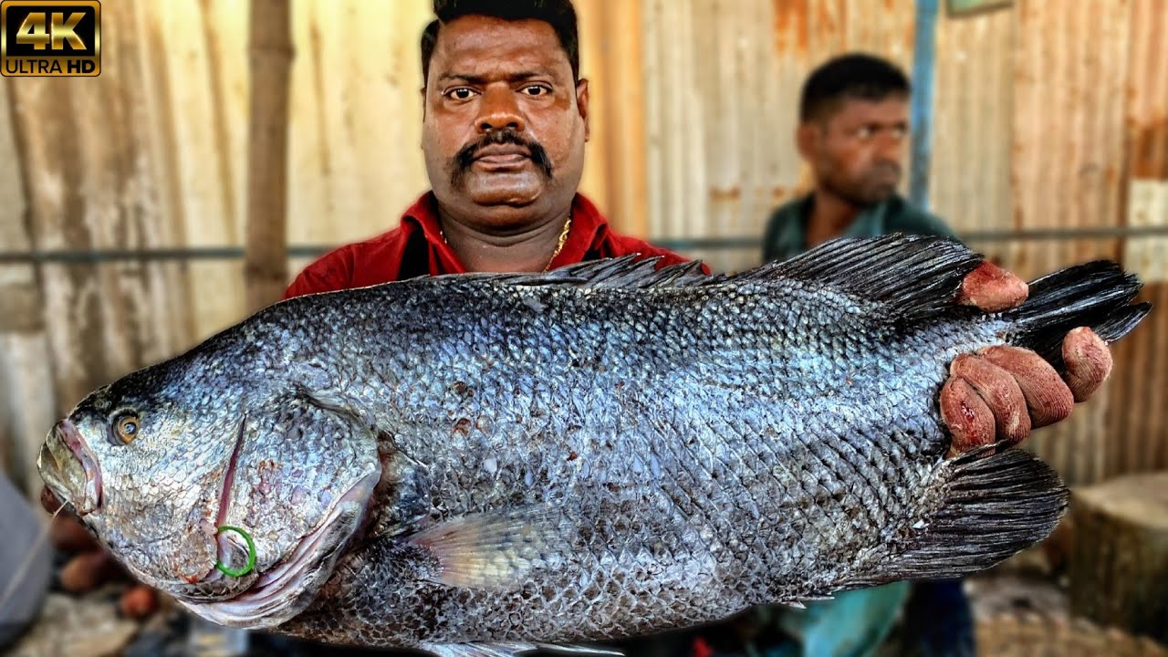 KASIMEDU 🔥 SPEED SELVAM | BIG SIZE BLACK KODUVA FISH CUTTING | 4K VIDEO ...