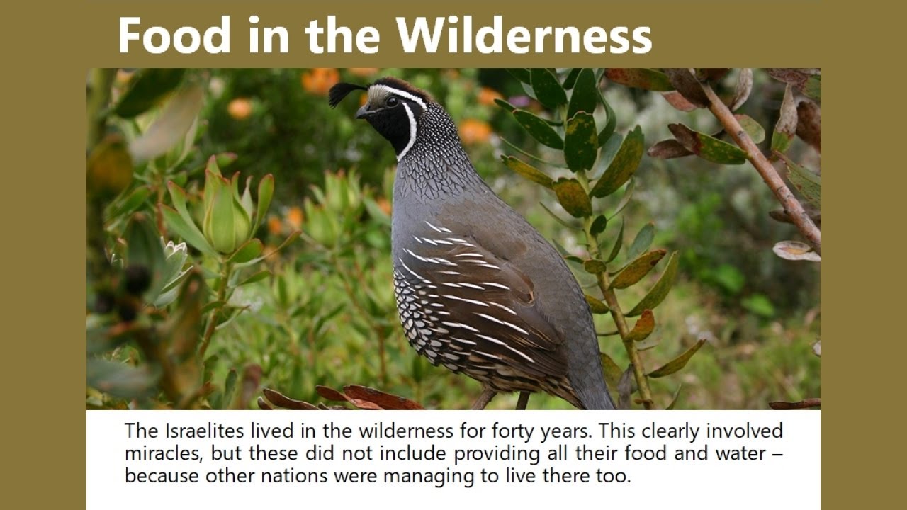 "Food in the Wilderness" from Bible Contexts - YouTube
