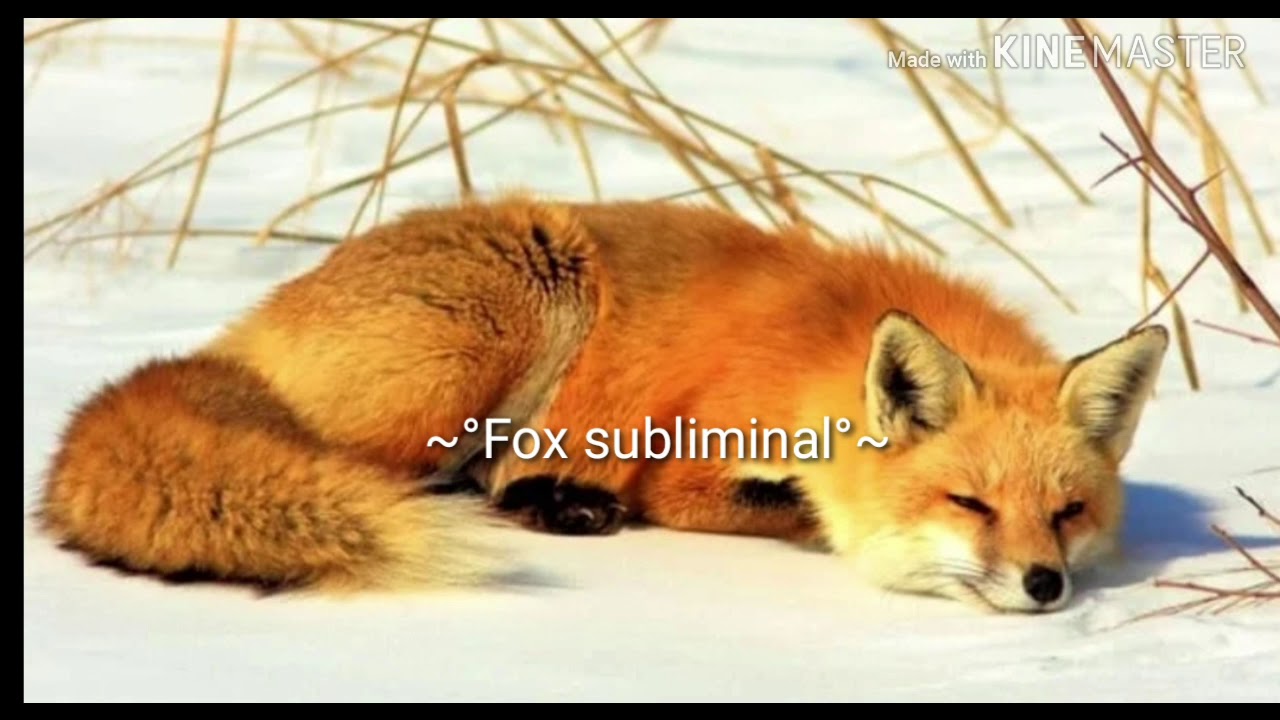 ~°Fox subliminal°~ - YouTube