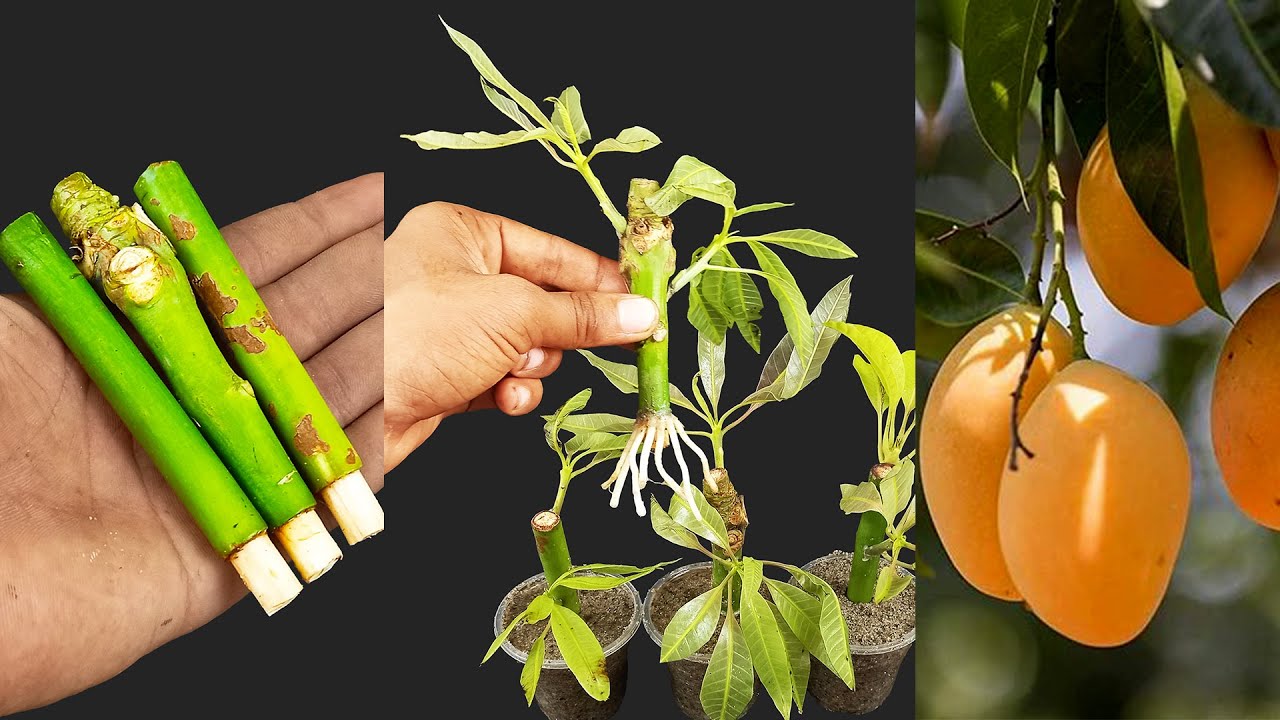 How to produce mango saplings from young branches of mango in simple ...