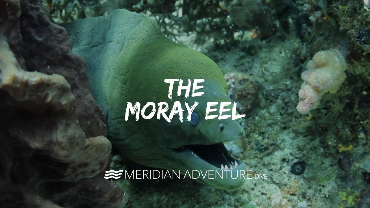 Moray Eel - YouTube