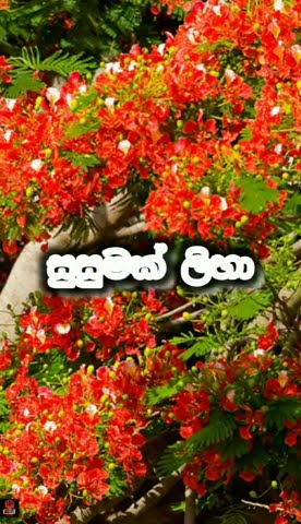 |මැයි මල් 🫶🍃(May Mal)||Yasas Medagedara-Visal Adare Movie ||Life Of ...