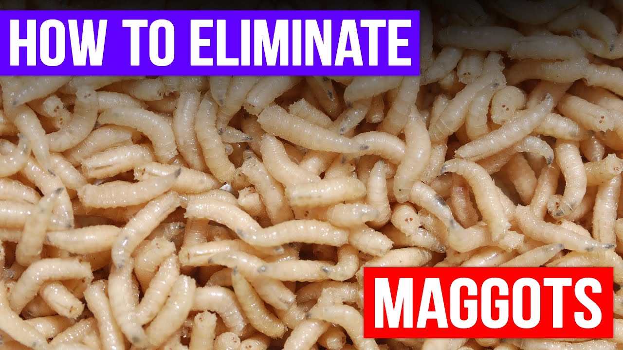 How to Eliminate Maggots Fast and Safely: Get Rid of Maggots in House ...