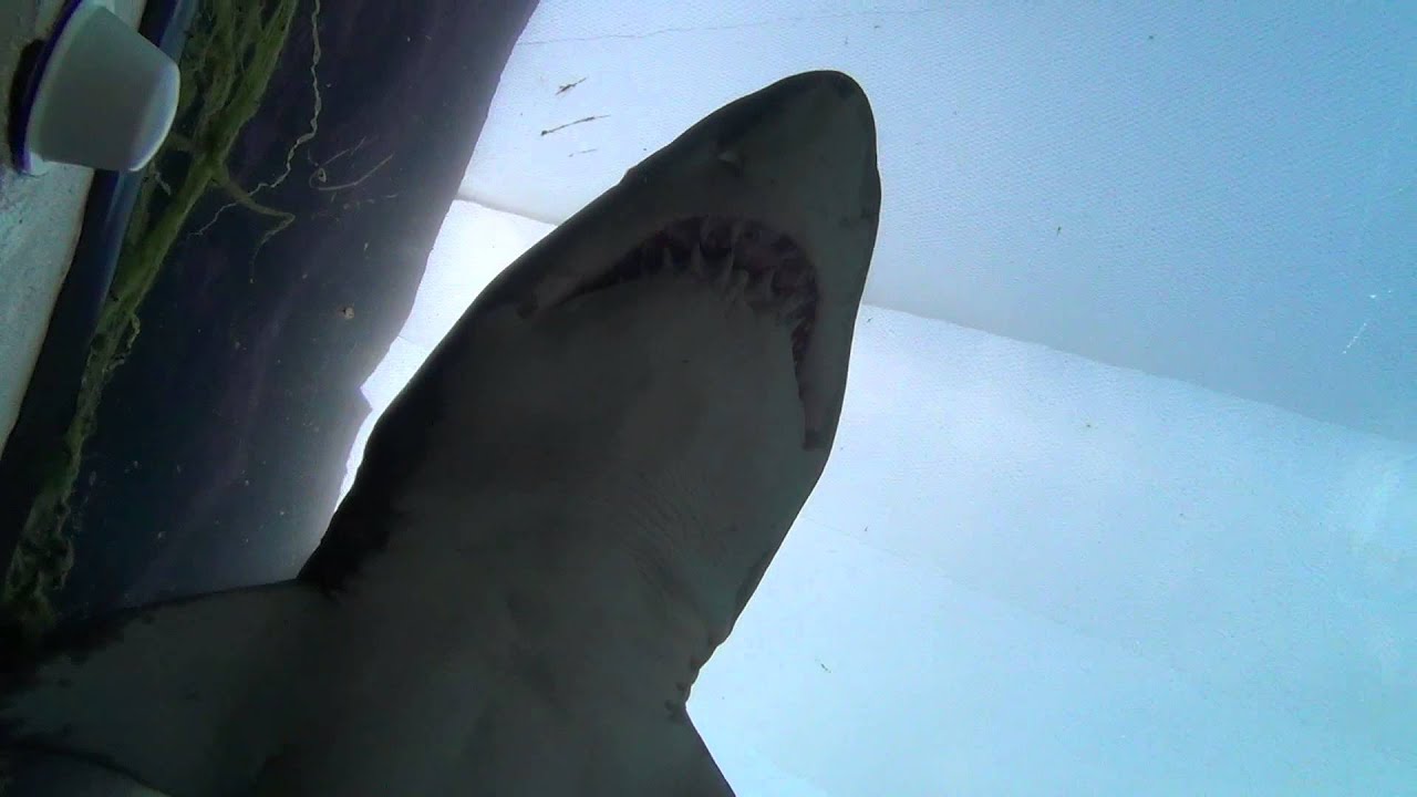 Pittsburgh Zoo Sharks 1080p - YouTube