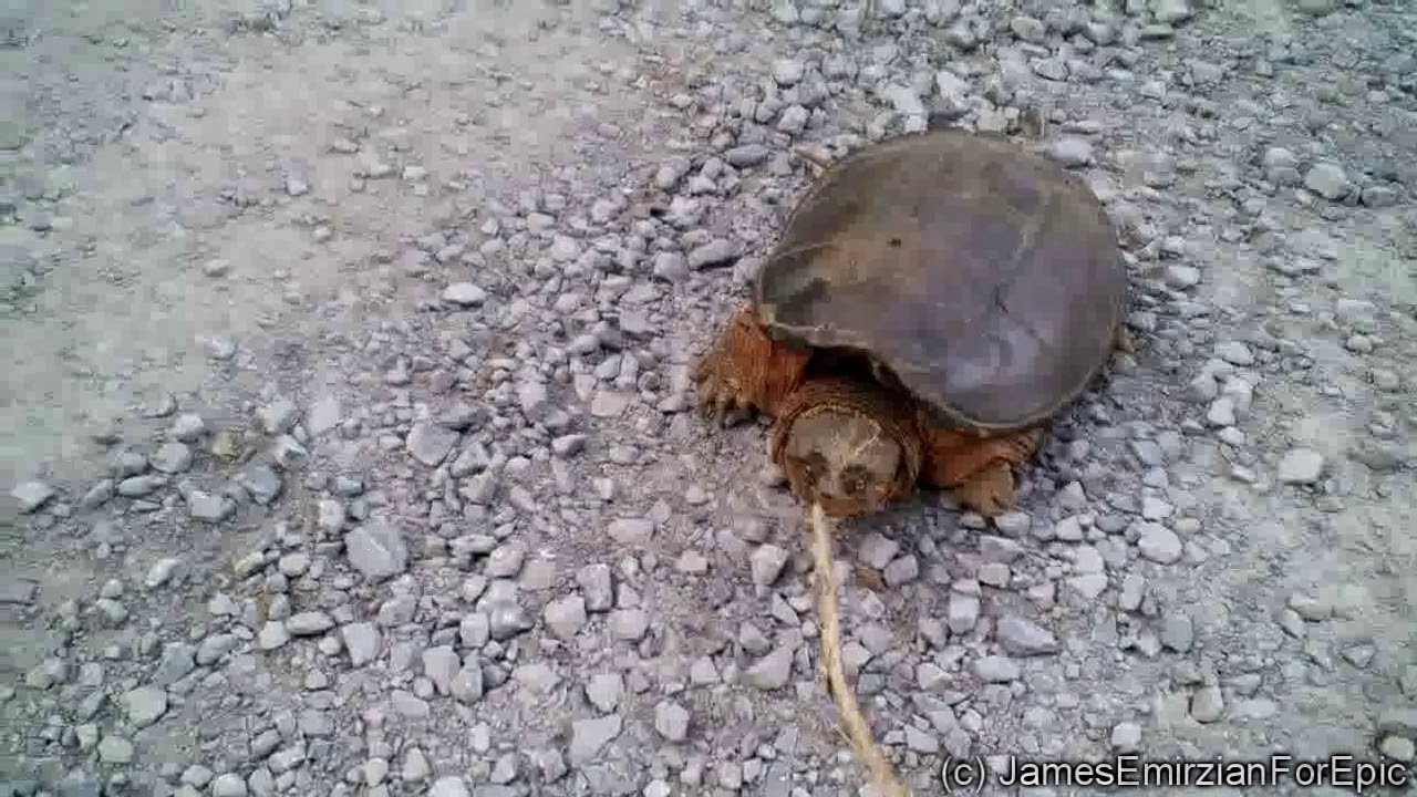 Scary Snapping Turtle Bite Jumpscare - YouTube