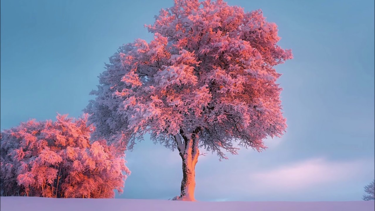 Die Winterreise, Der greise Kopf, Franz Schubert - YouTube Music