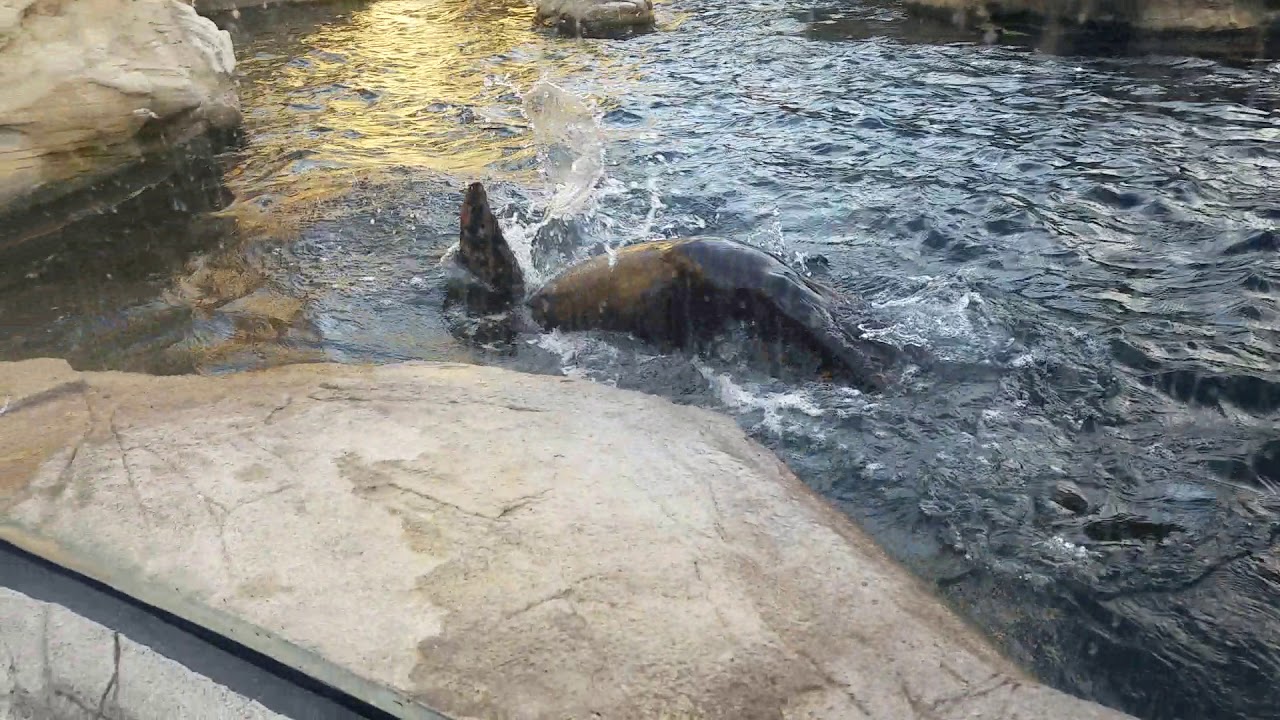 Munchkin sea lions playing - YouTube