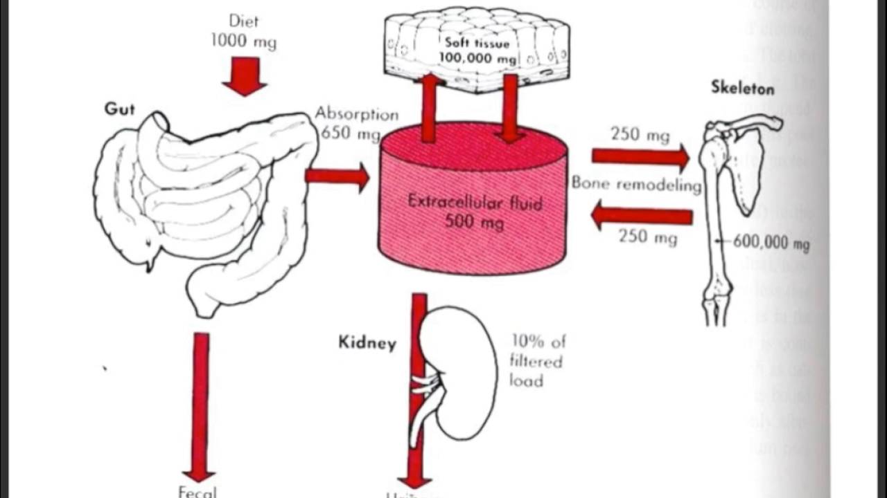Hormonal Regulation Of Calcium And Phosphorus Homeostasis - YouTube