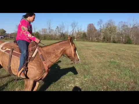 Dallas lineback dun quarter horse gelding. - YouTube