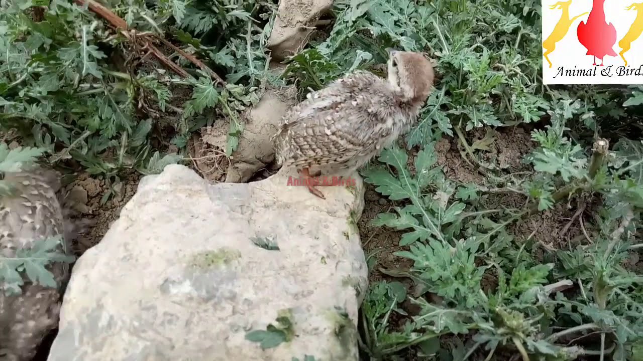 chakoor chicks - YouTube