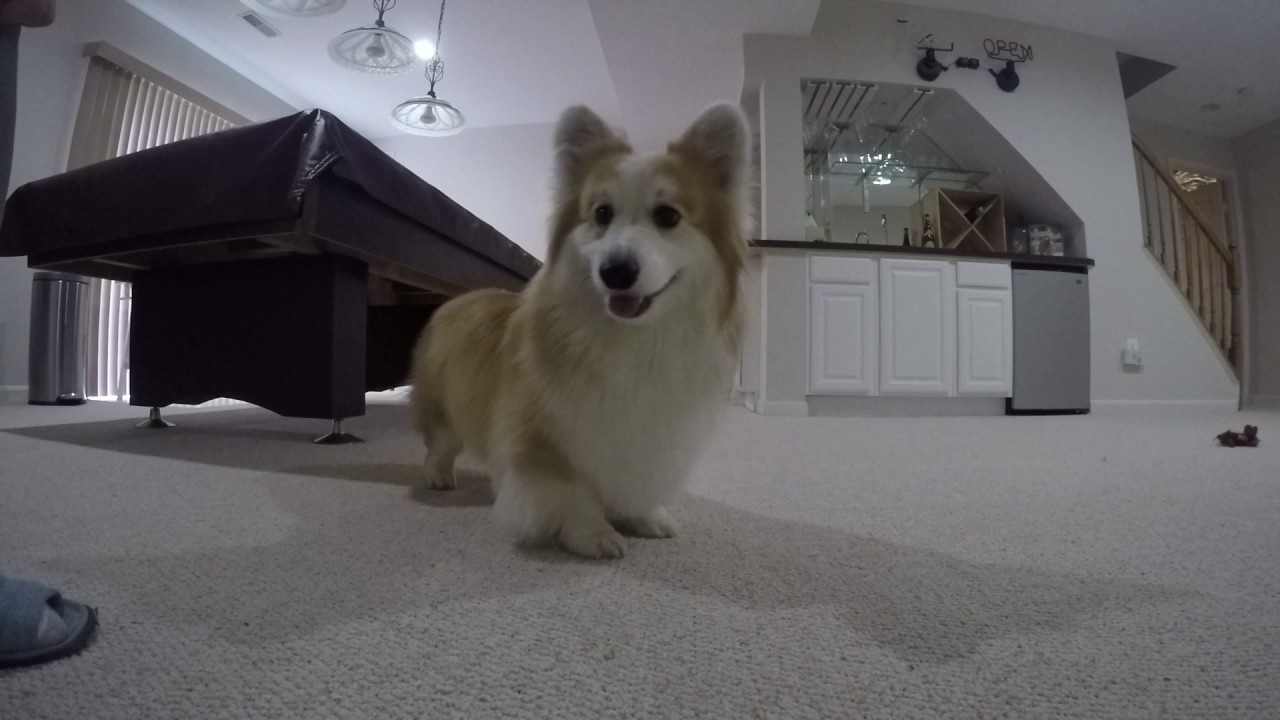 Fluffy Corgis Play Fetch II - YouTube