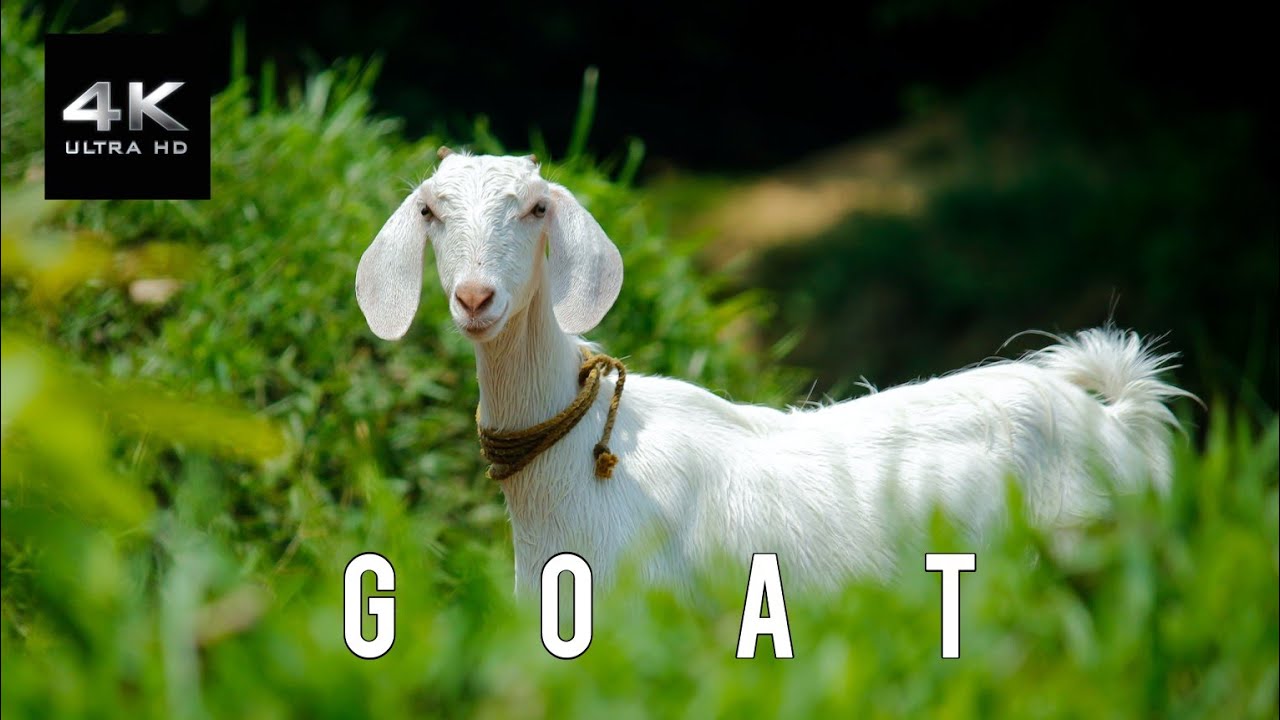 4K Goat - Beautiful collection goats - Goat 4k Ultra HD Videos - YouTube