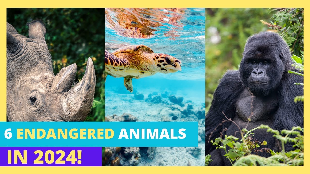 6 Endangered Animals in 2024! - YouTube