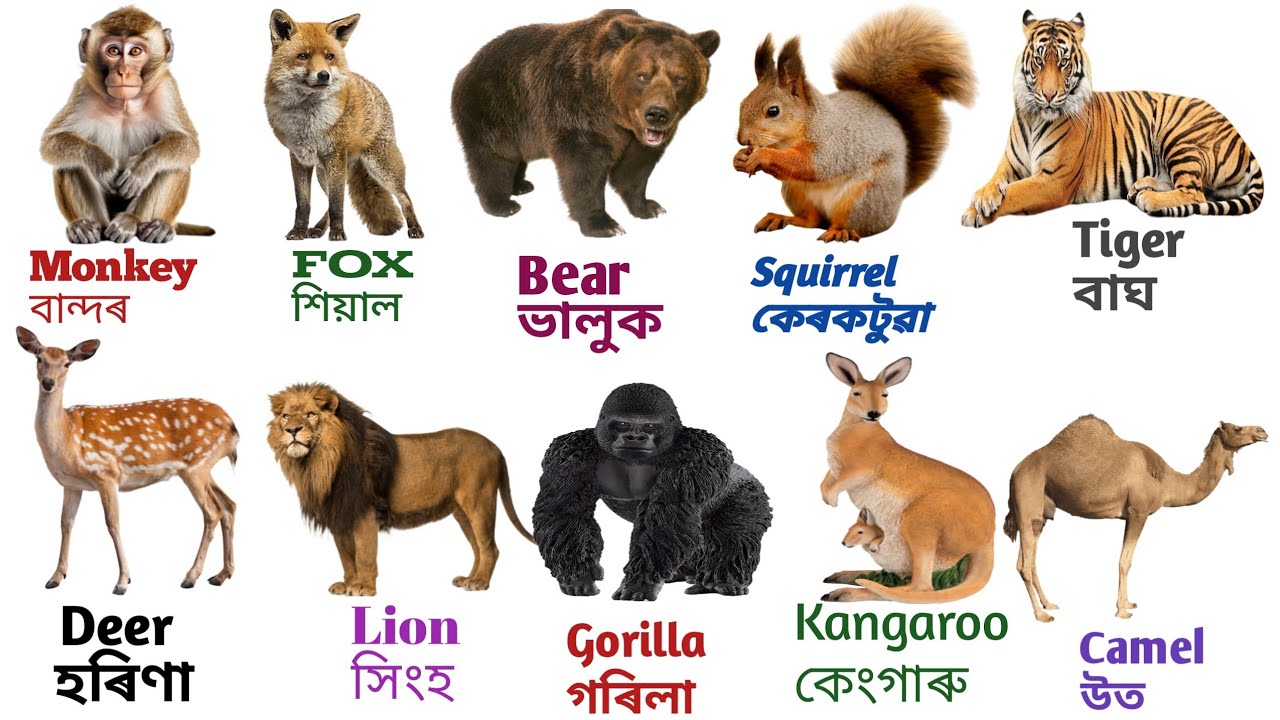 বনৰীয়া-জন্তুৰ নাম wild animal name English to Assamese - YouTube