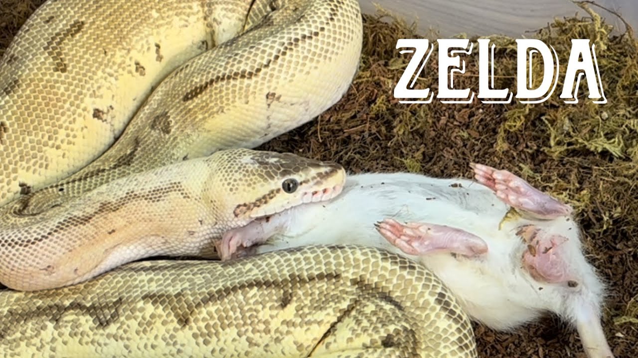 ZELDA | Royal Python | #strike #highlights (07.02.24) - YouTube